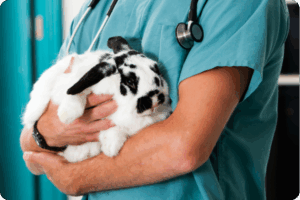 How to create a rabbit-friendly vet practice - We are Kin Vet Community